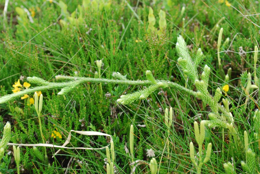 Lycopodium clavatum | Jasseries de Colleigne